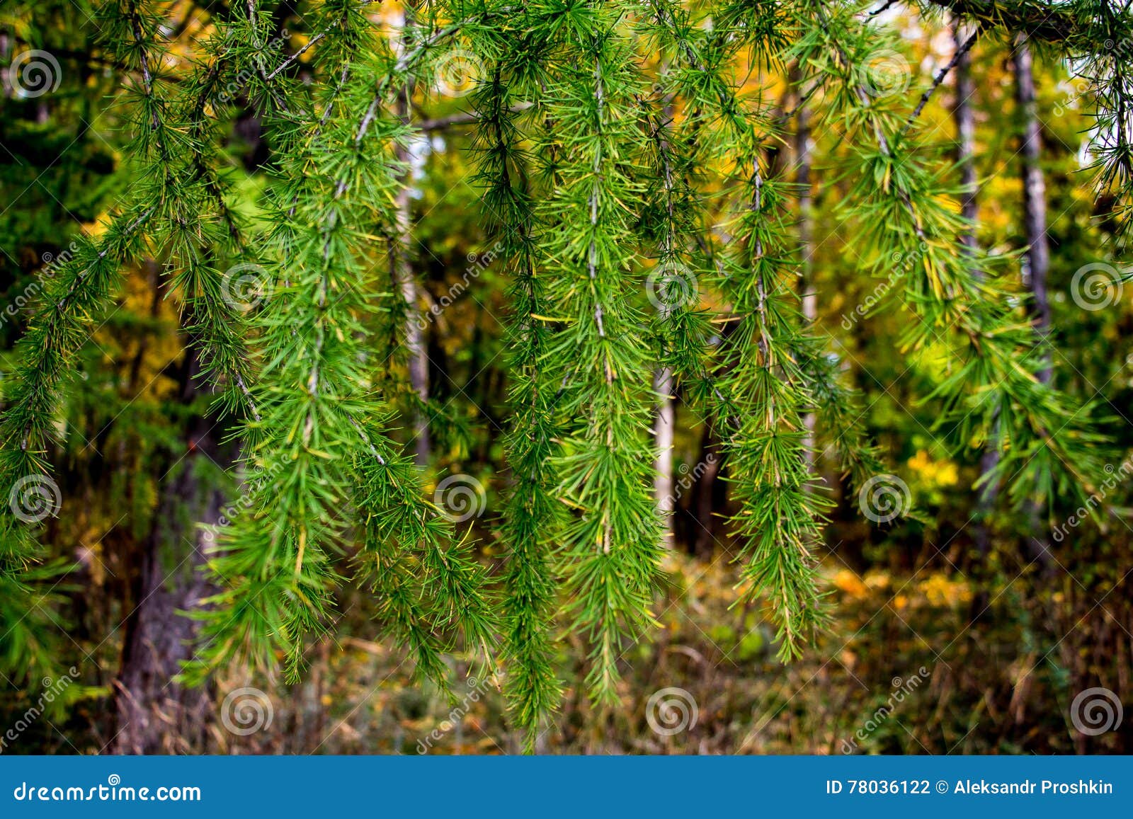 Fir Branches in the Autumn Forest. Stock Photo - Image of forest ...