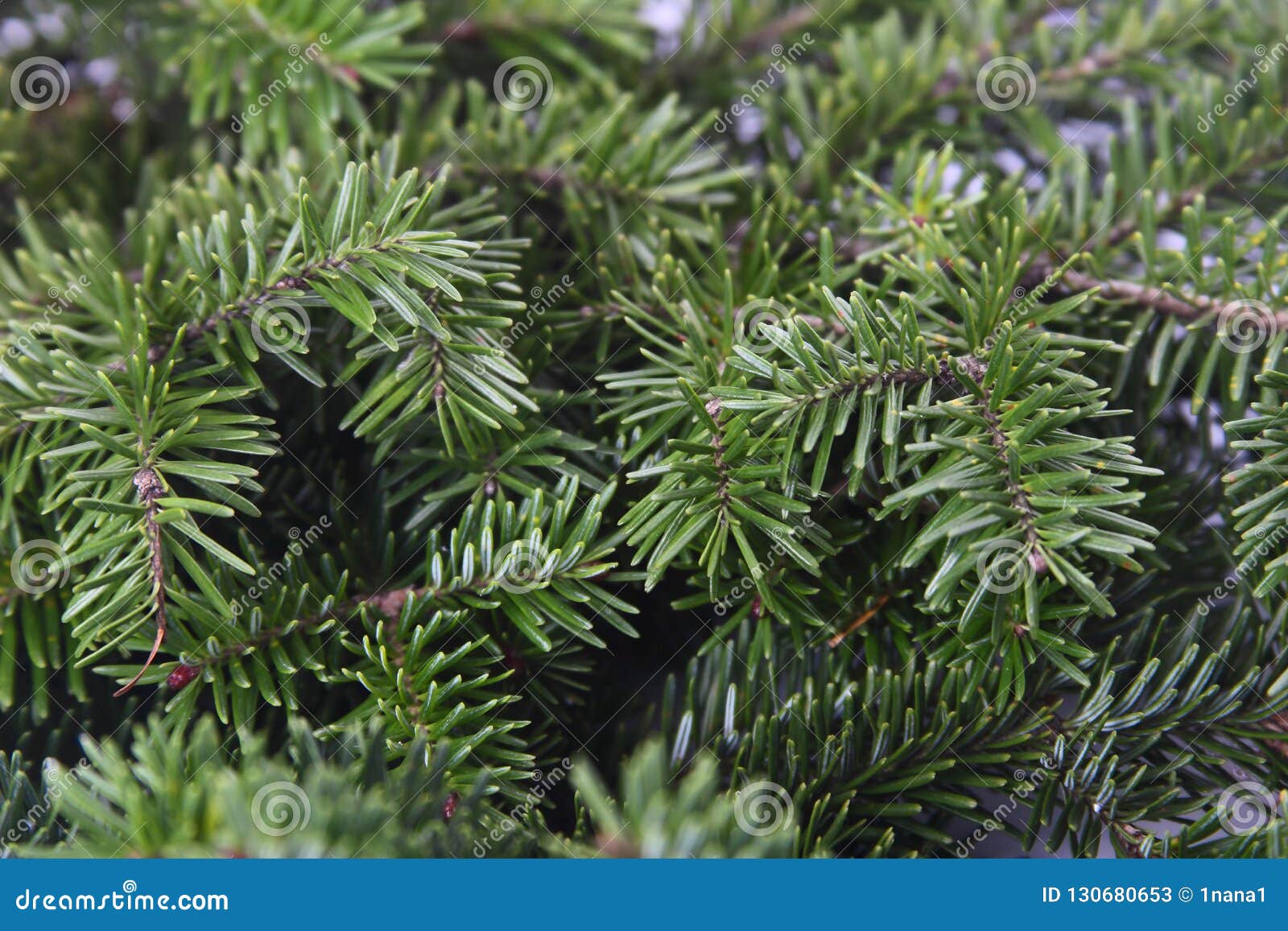 Fir Branches Isolated on White Background Stock Image - Image of spruce ...