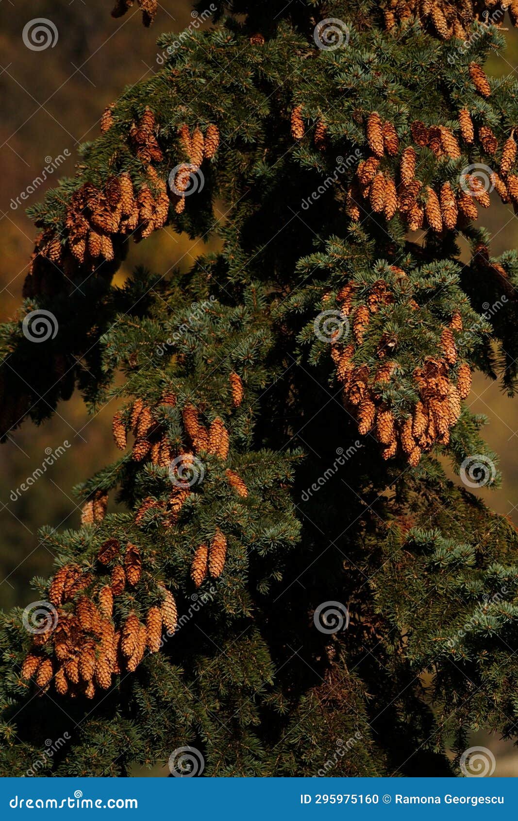 Fir Branches Loaded with Cones Stock Photo - Image of loaded, plant ...