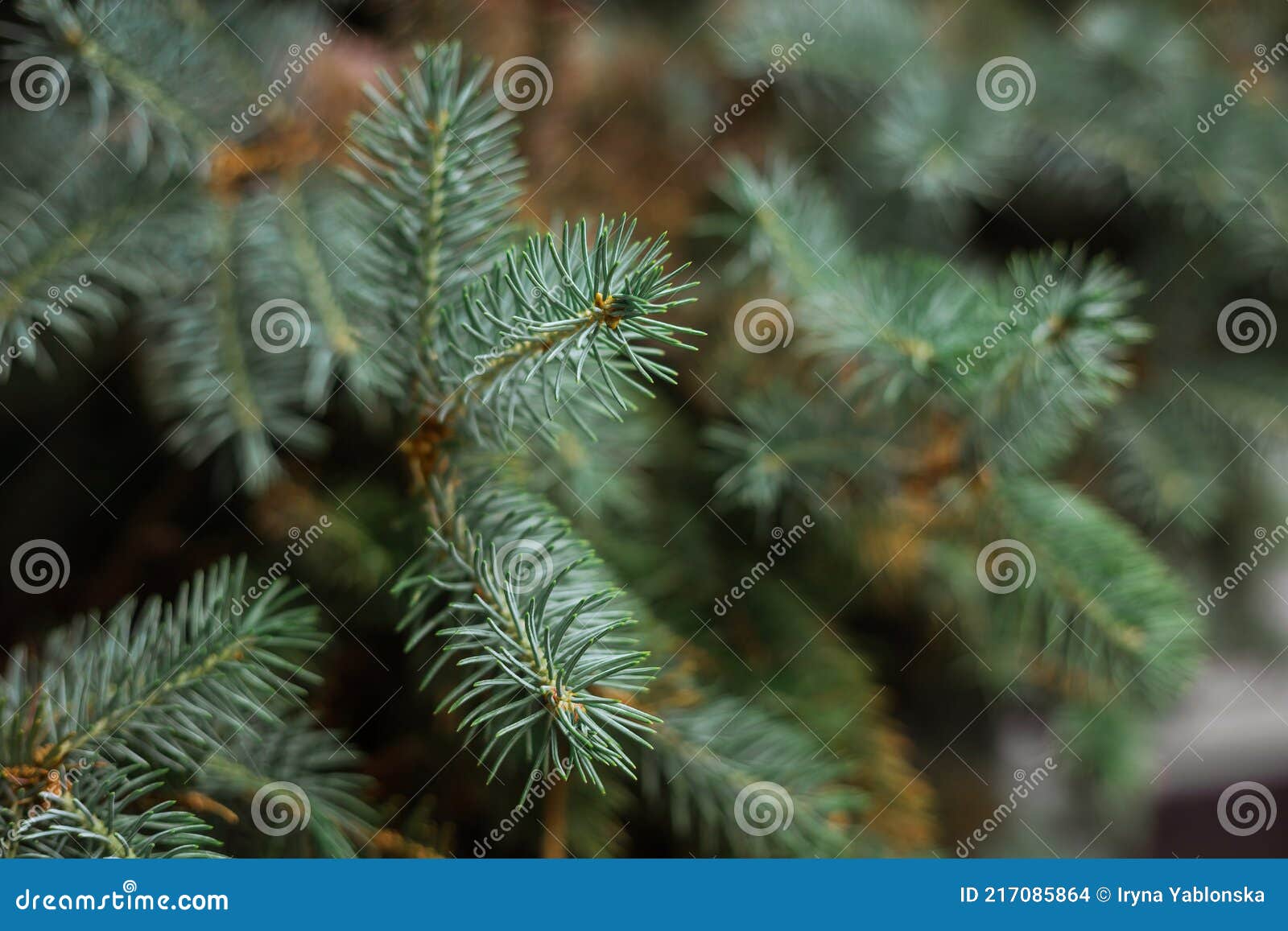 Fir Branches Spruce. Close Up Stock Photo - Image of leaf, macro: 217085864