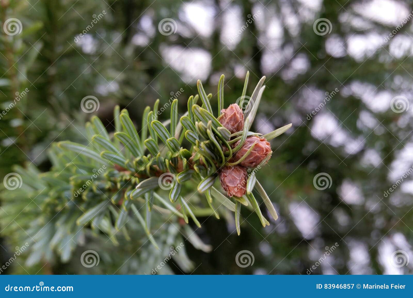 Fir buds stock image. Image of leaf, sprig, green, twig - 83946857