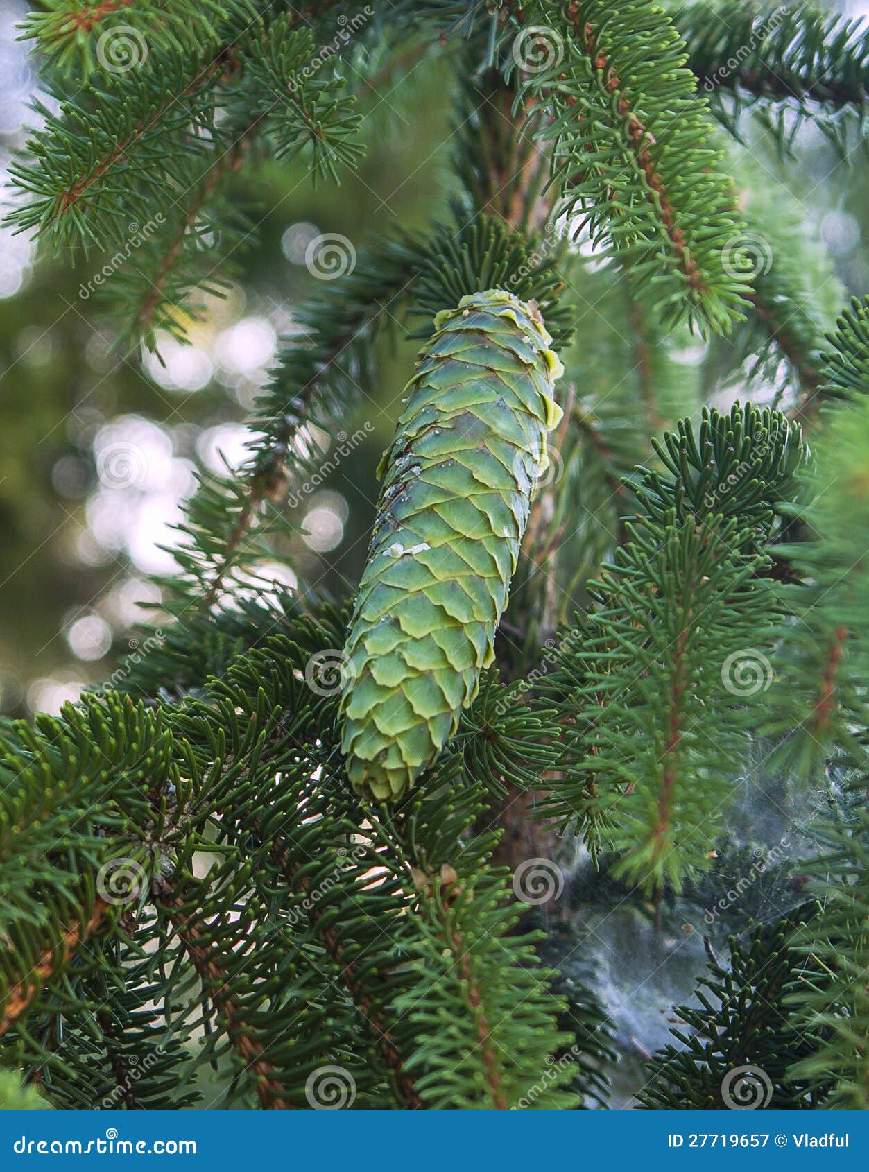 Fir-cone stock image. Image of tree, plant, silence, life - 27719657