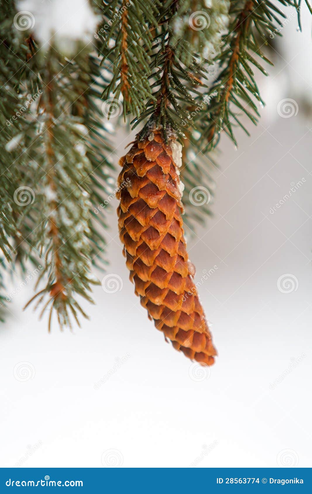 Fir cone stock photo. Image of plant, forest, cone, winter - 28563774