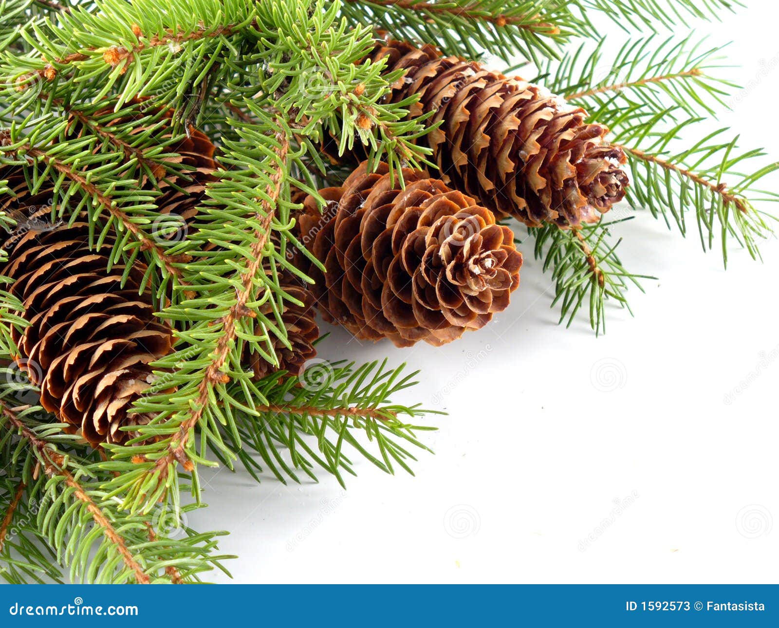 Fir cone on the branch stock image. Image of branch, frozen - 1592573