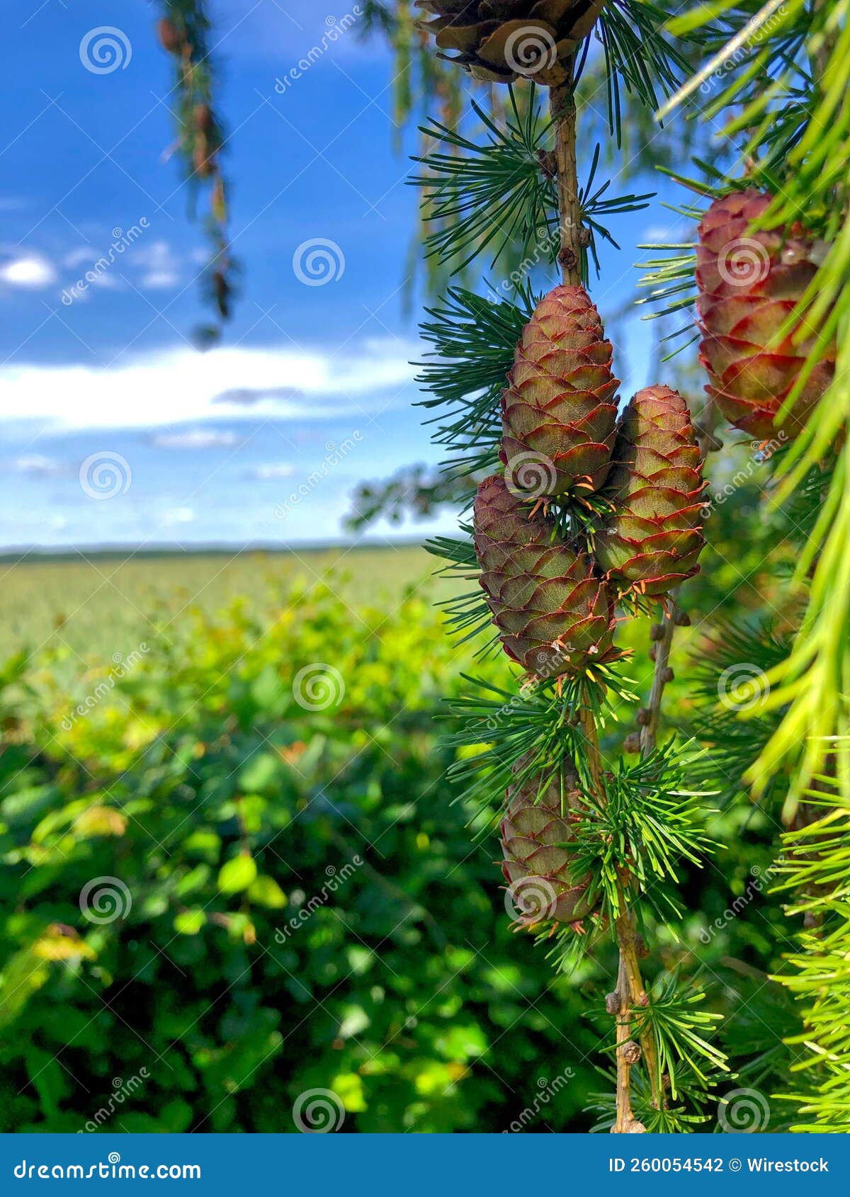 Fir Cone in Front of a Cornfield Stock Illustration - Illustration of ...