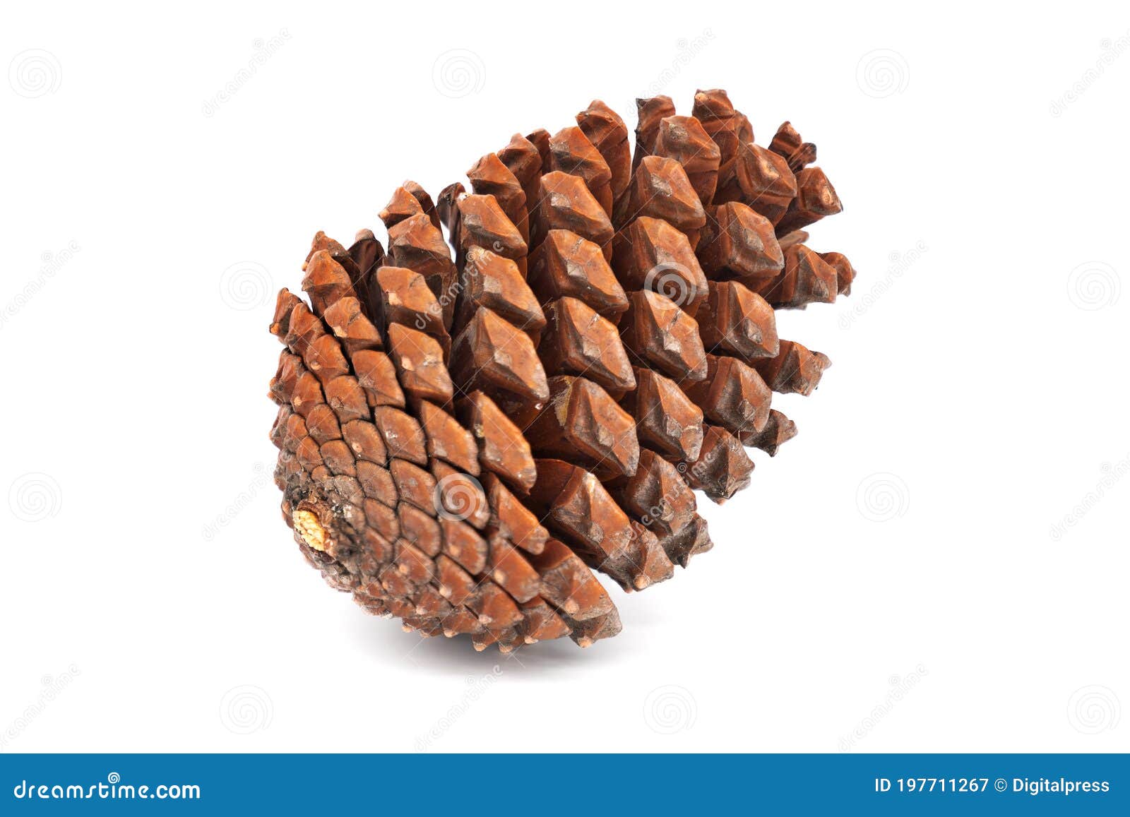 Fir Cone isolated stock image. Image of background, evergreen - 197711267