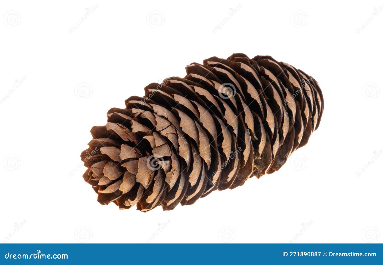 Fir cone isolated stock image. Image of xmas, season - 271890887