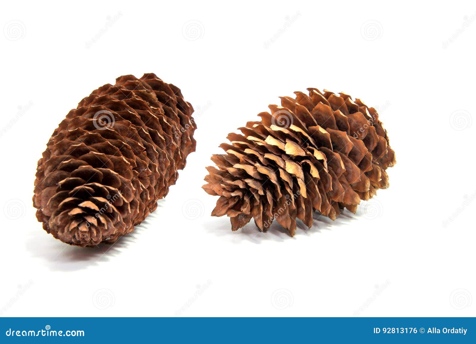 The fir cone isolated stock photo. Image of pine, plant - 92813176