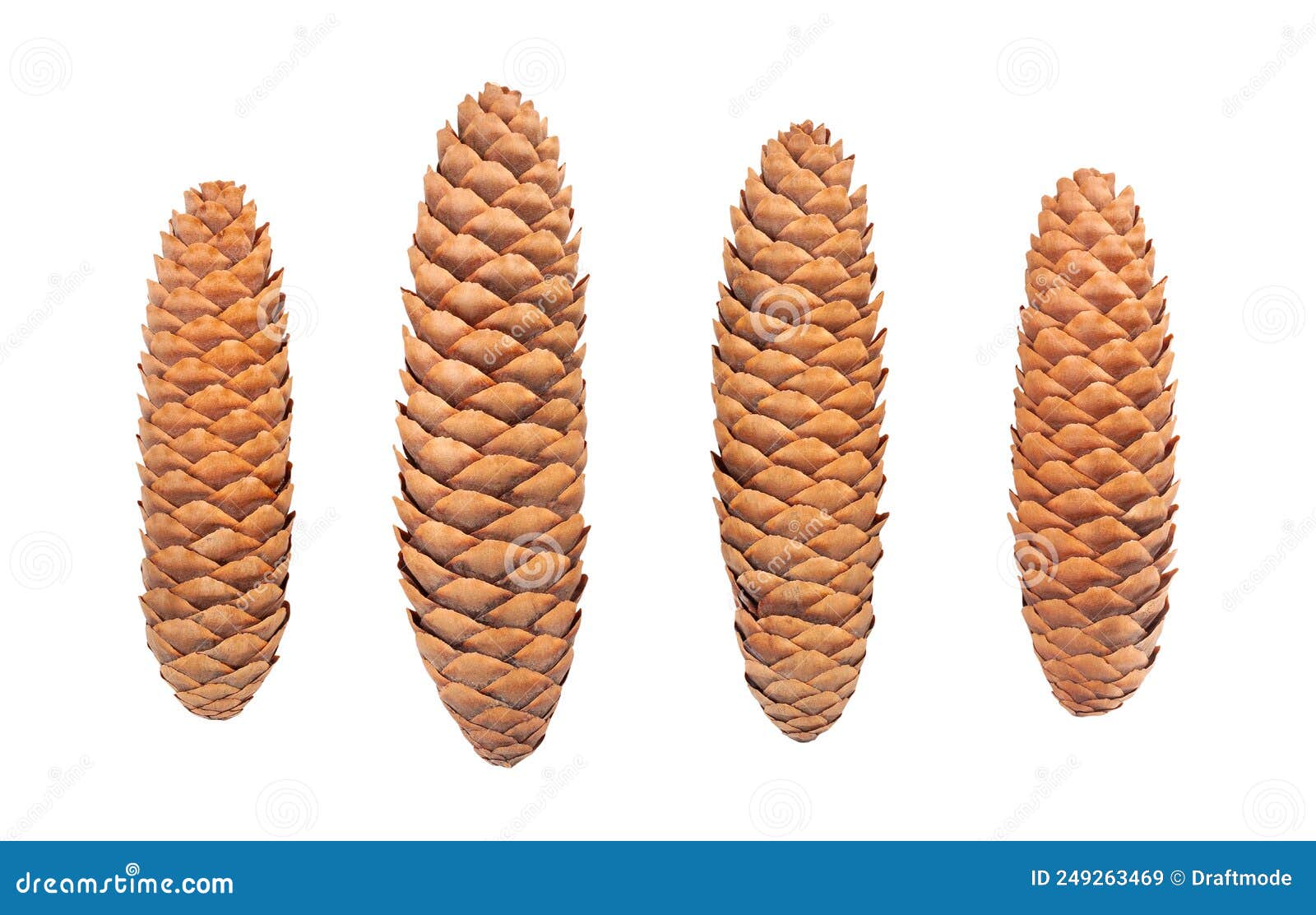 Fir cone path isolated stock image. Image of decoration - 249263469