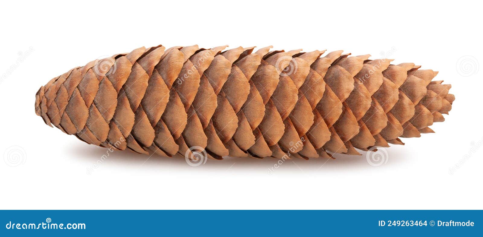 Fir cone path isolated stock photo. Image of single - 249263464