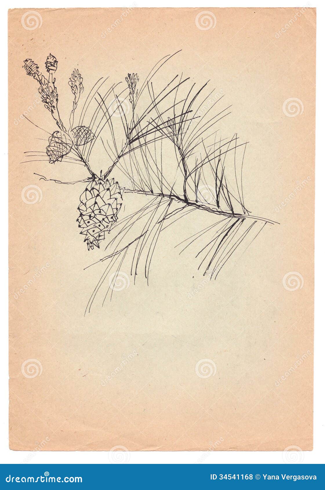 Fir-cone Pen Drawn on Old Paper Stock Illustration - Illustration of ...