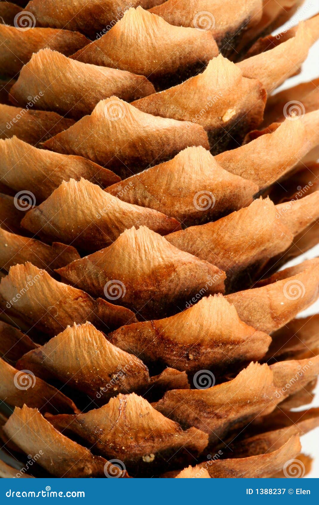 Fir cone texture stock image. Image of texture, macro - 1388237