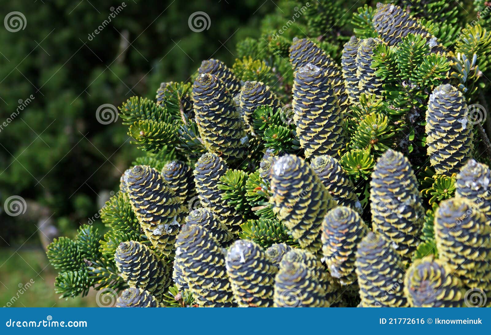 Fir Cones stock photo. Image of season, forest, brown - 21772616