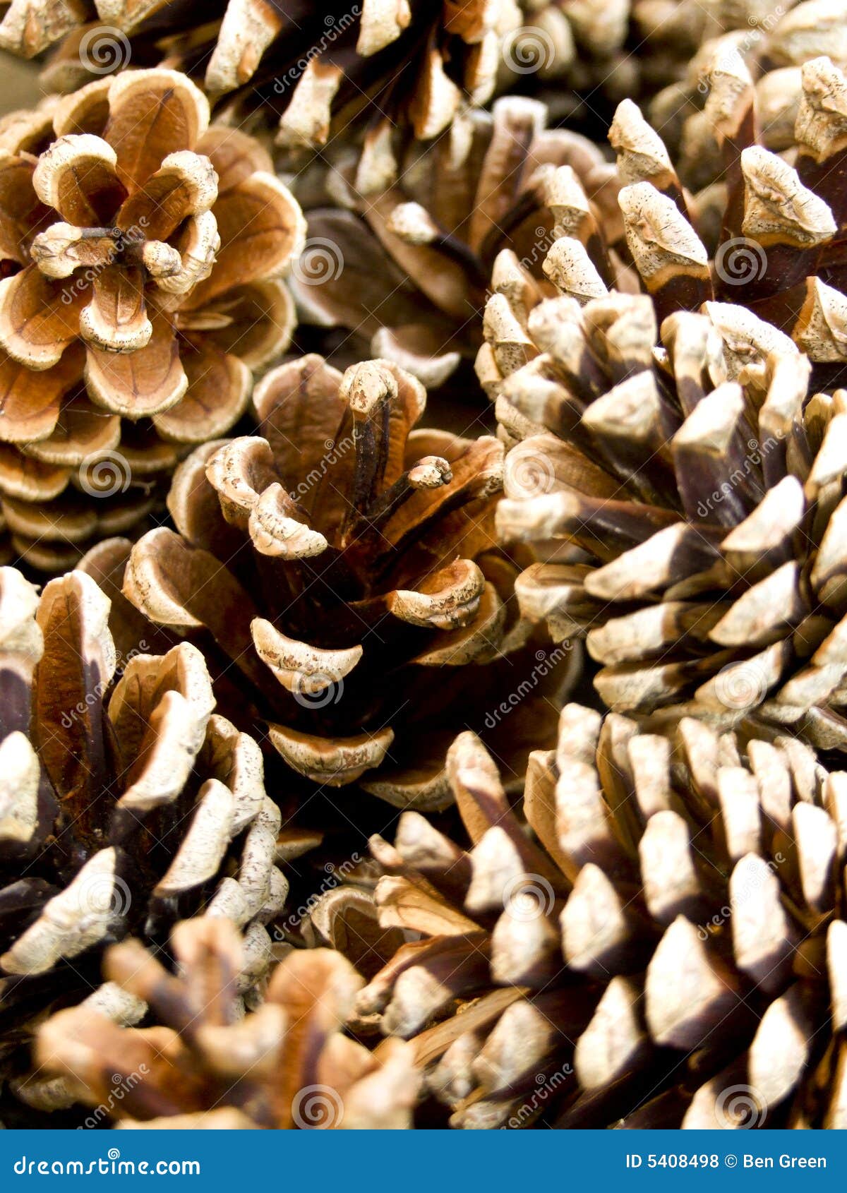 Fir Cones stock photo. Image of evergreen, forest, trees - 5408498