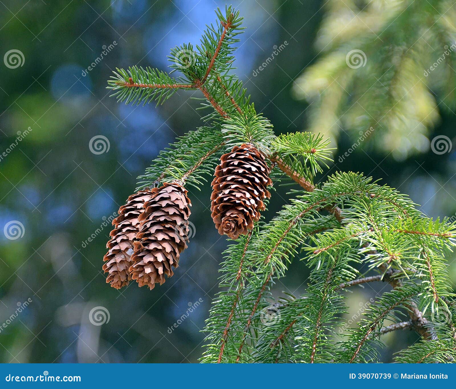 Fir cones stock image. Image of nature, cones, pine, close - 39070739