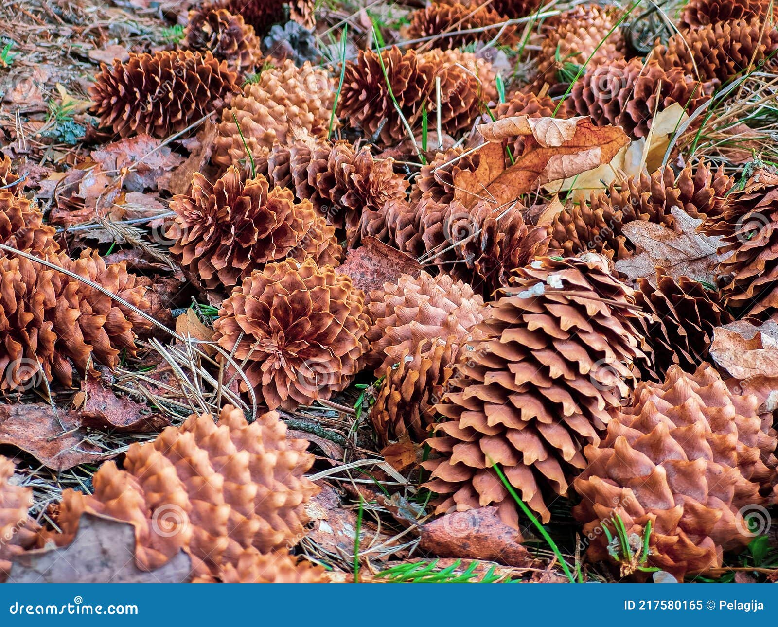 Fir Cones Close Up. Pine Cone on Ground in a Coniferous Forest Stock ...