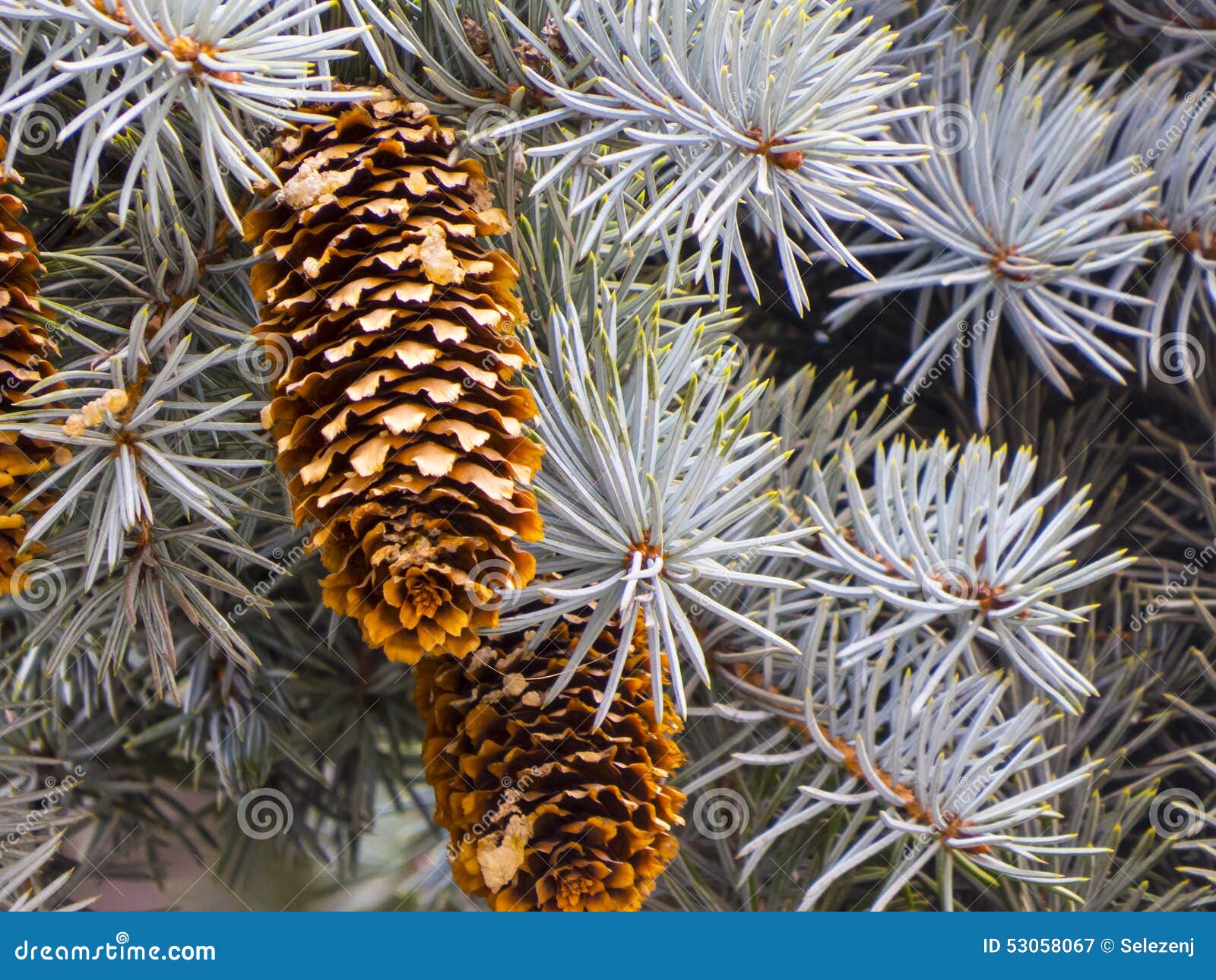 Fir cones stock image. Image of branch, fresh, cone, evergreens - 53058067