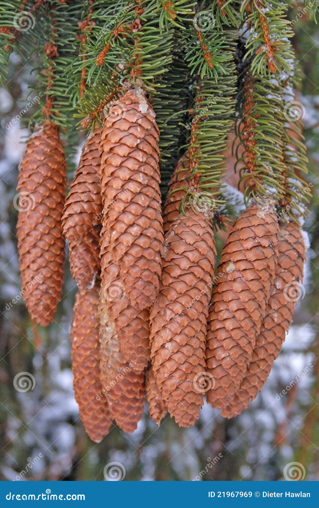 Fir Cones Hanging on a Tree Stock Image - Image of cone, holiday: 21967969
