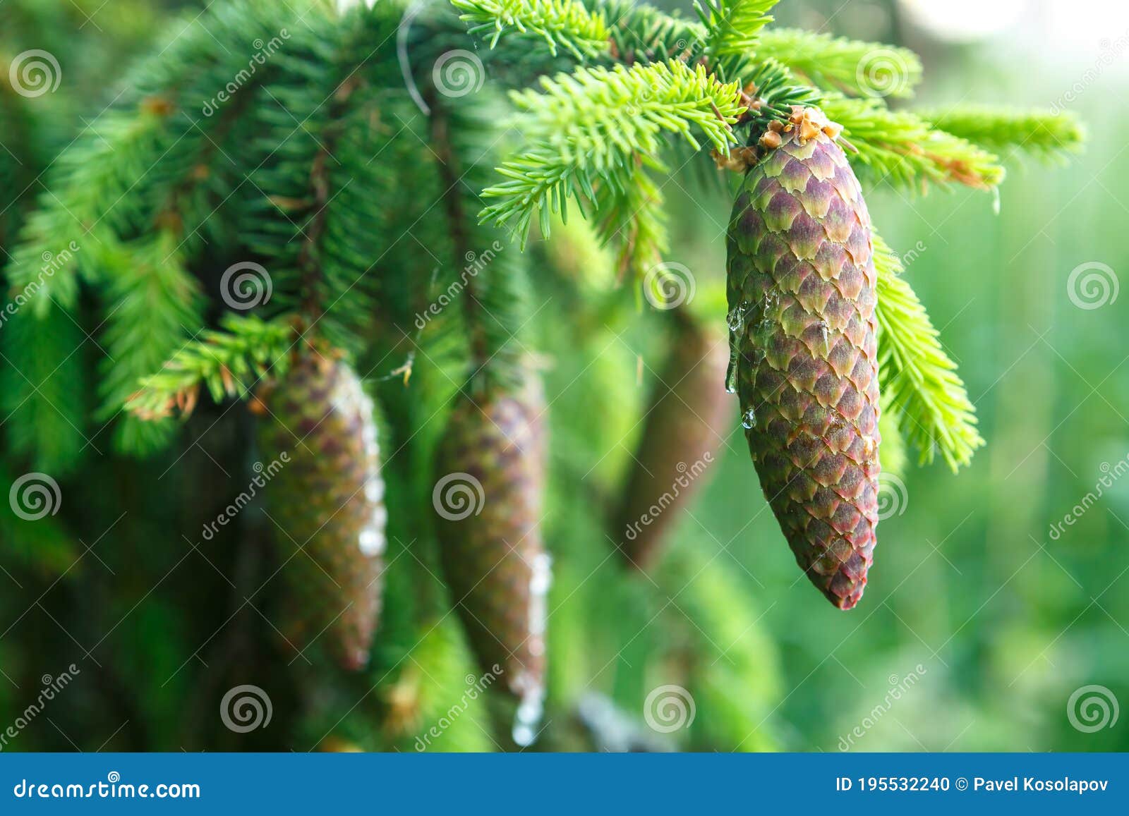 Fir Cones in Resin Hanging on the Tree Stock Photo - Image of beautiful ...