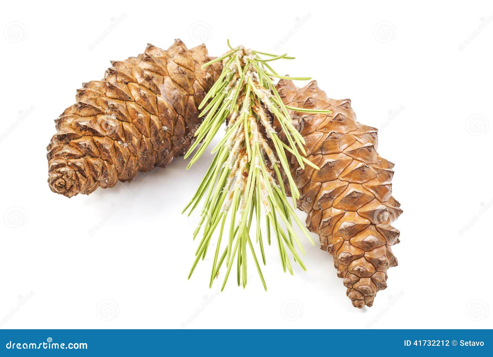 Fir cones stock photo. Image of winter, brown, needles - 41732212