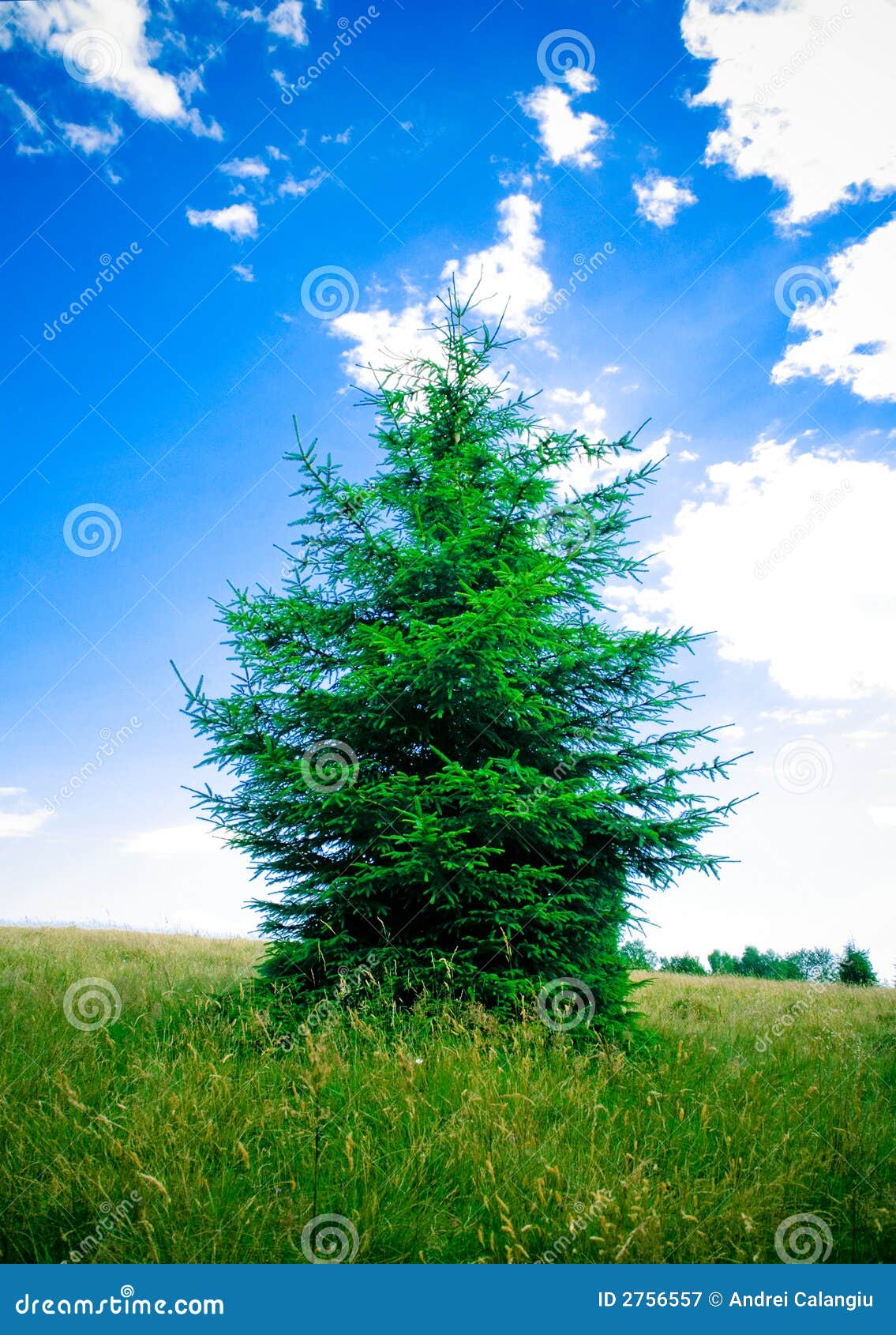 Fir evergreen tree stock image. Image of single, grassy - 2756557