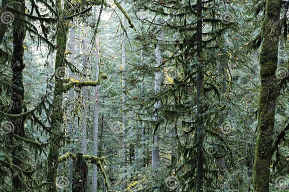 Fir Evergreen Trees in an Old Growth Forest Stock Photo - Image of ...