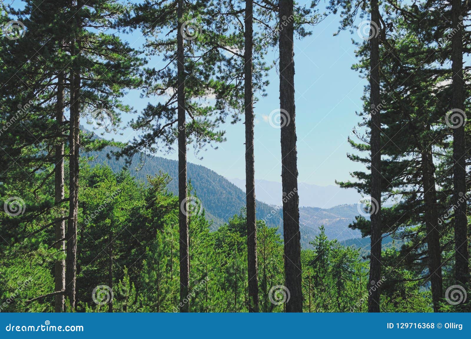 Fir Forest in Greece stock photo. Image of landscape - 129716368