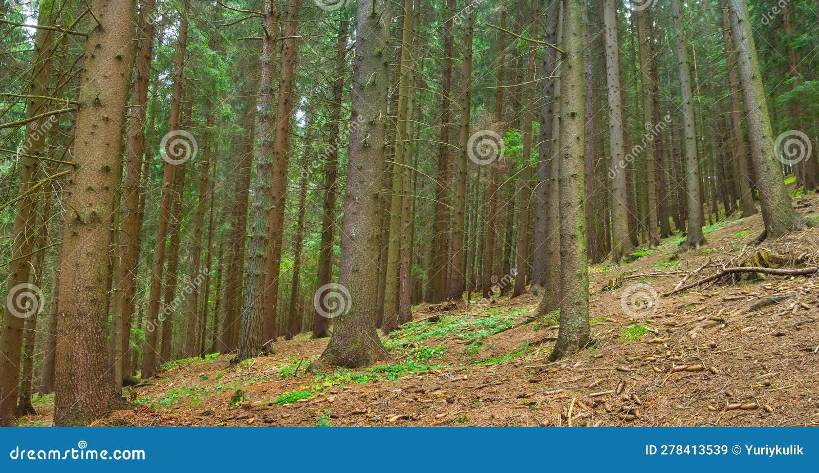Fir Forest Growth Up on Mount Slope Stock Image - Image of environment ...