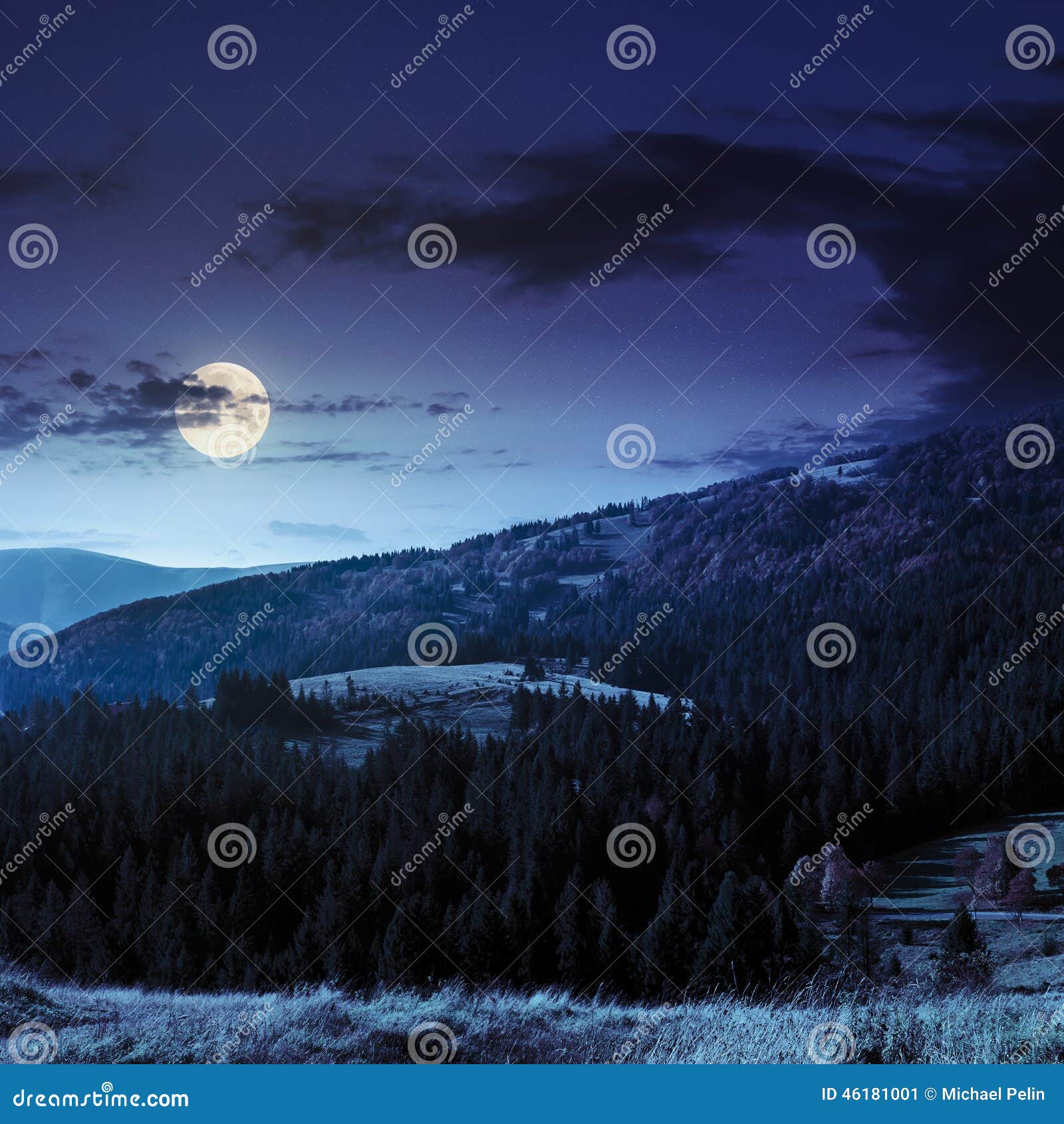 Fir Forest on a Hill at Night Stock Image - Image of black, green: 46181001