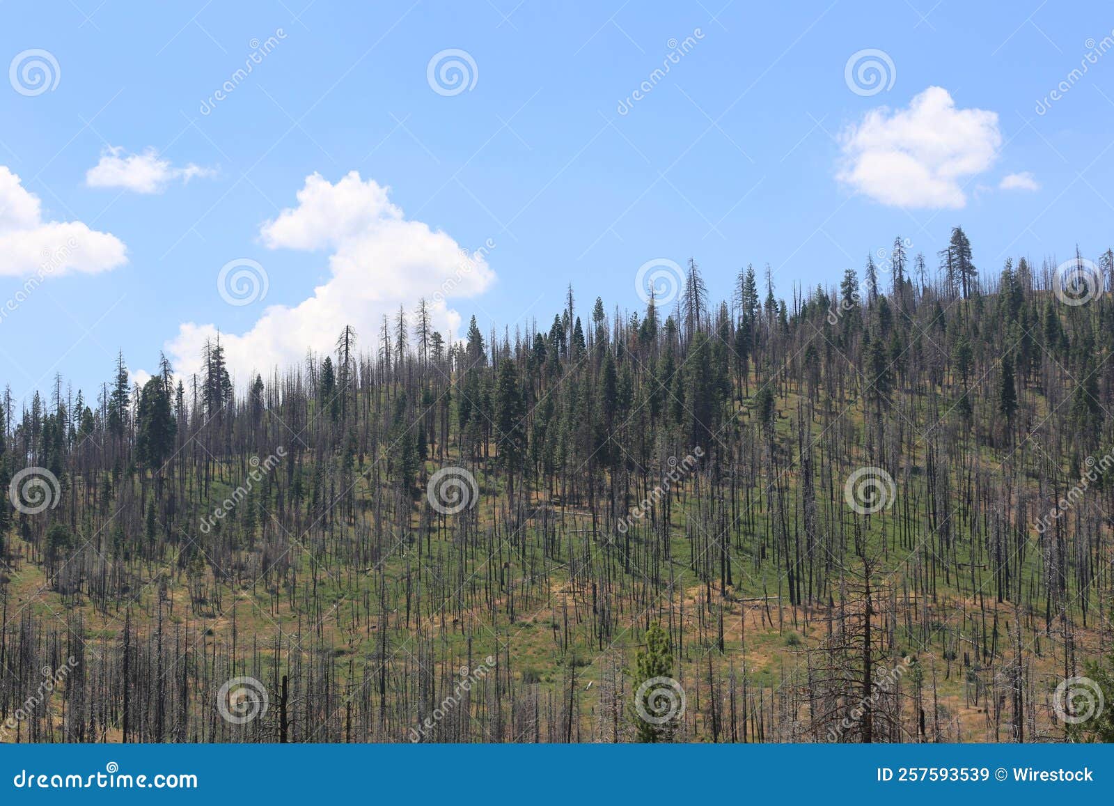 Fir forest on the hillside stock image. Image of nature - 257593539