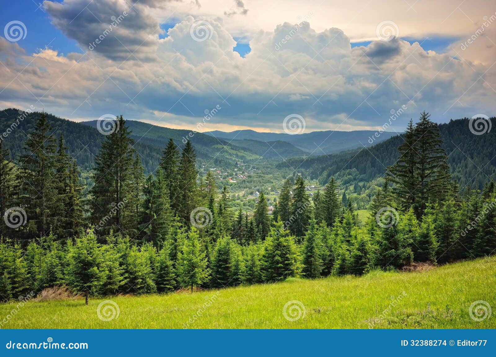 Fir forest stock photo. Image of foreground, vegetation - 32388274