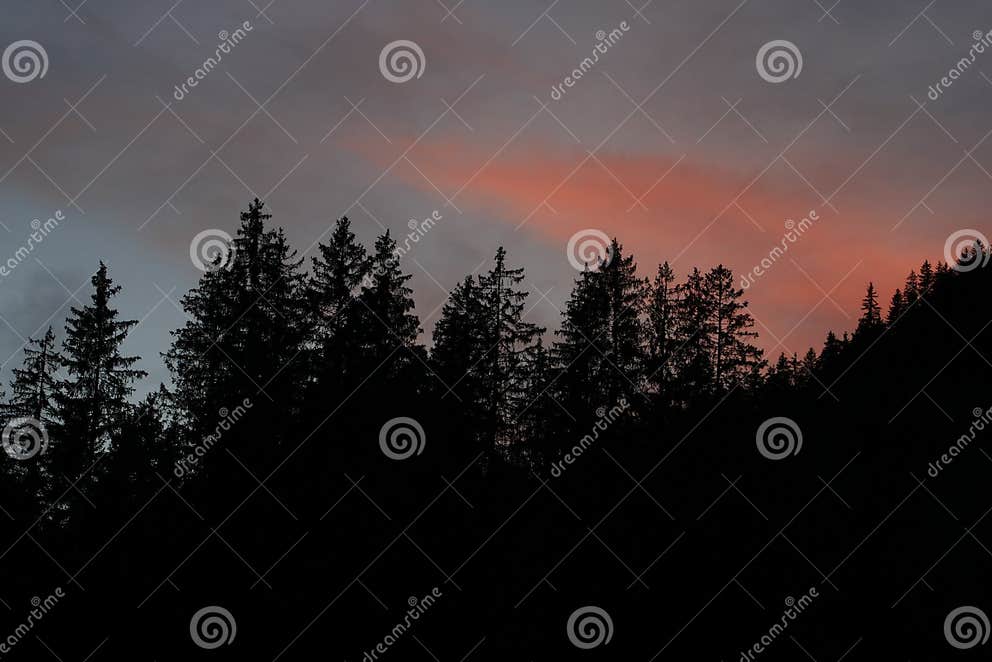 Fir forest at nightfall stock image. Image of alps, pine - 267143719