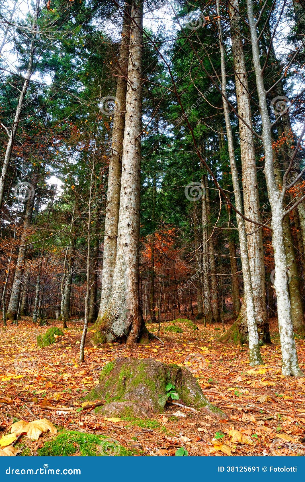Fir forest in november stock image. Image of outdoor - 38125691