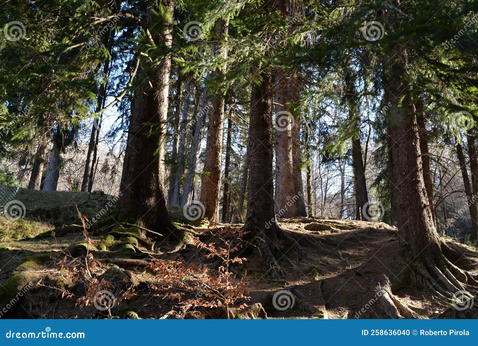 Fir Forest stock photo. Image of alps, wood, forest - 258636040