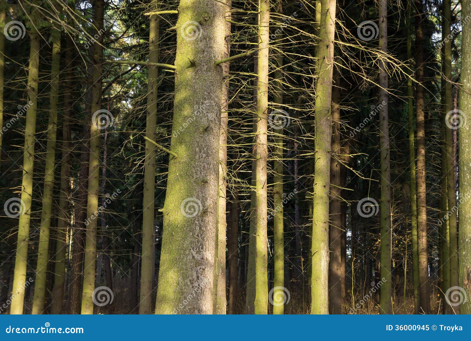 Fir Forest. Old Spruce Trees. Stock Image - Image of coniferous ...