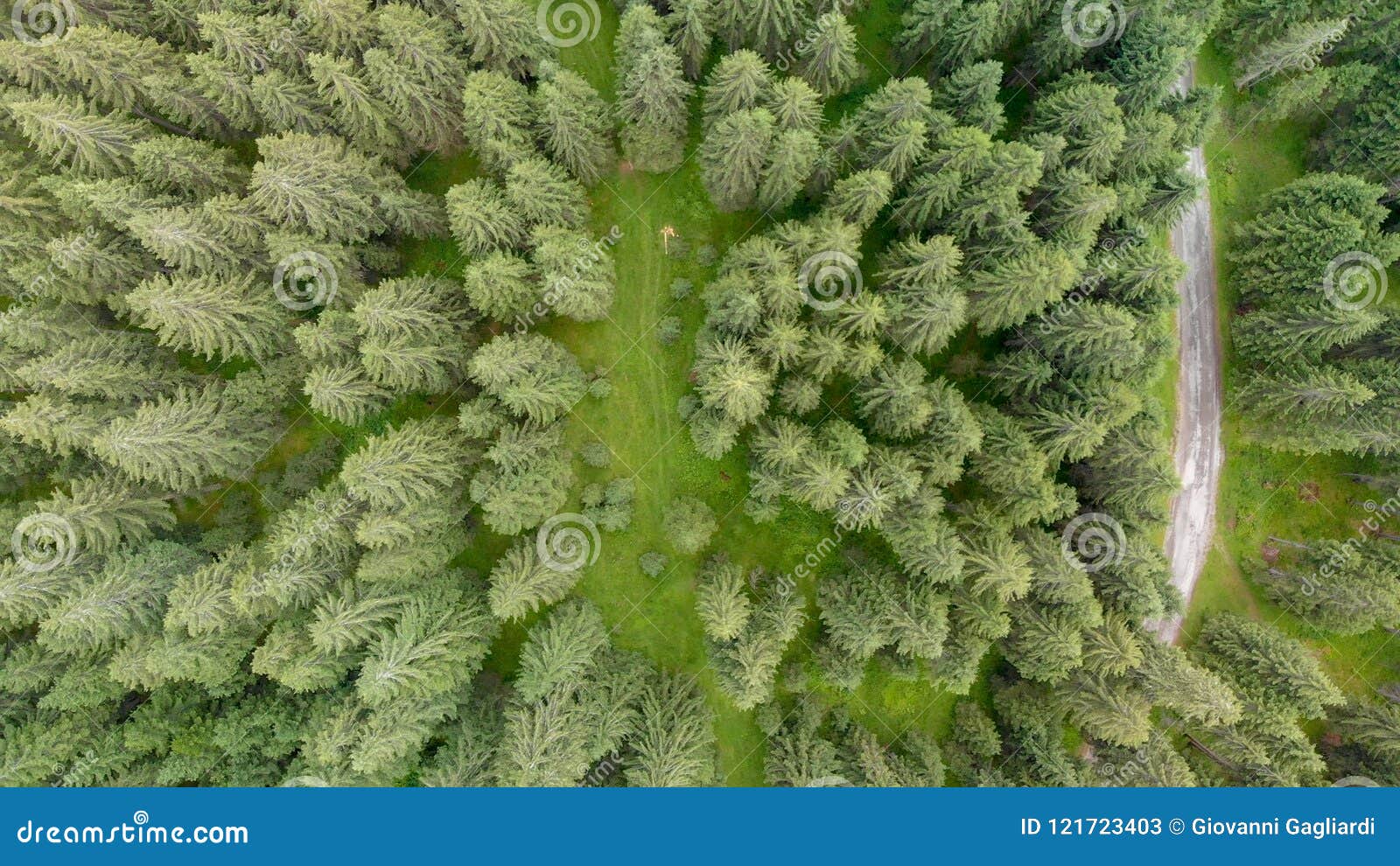 Fir Forest, Overhead View from Drone Stock Image - Image of beautiful ...