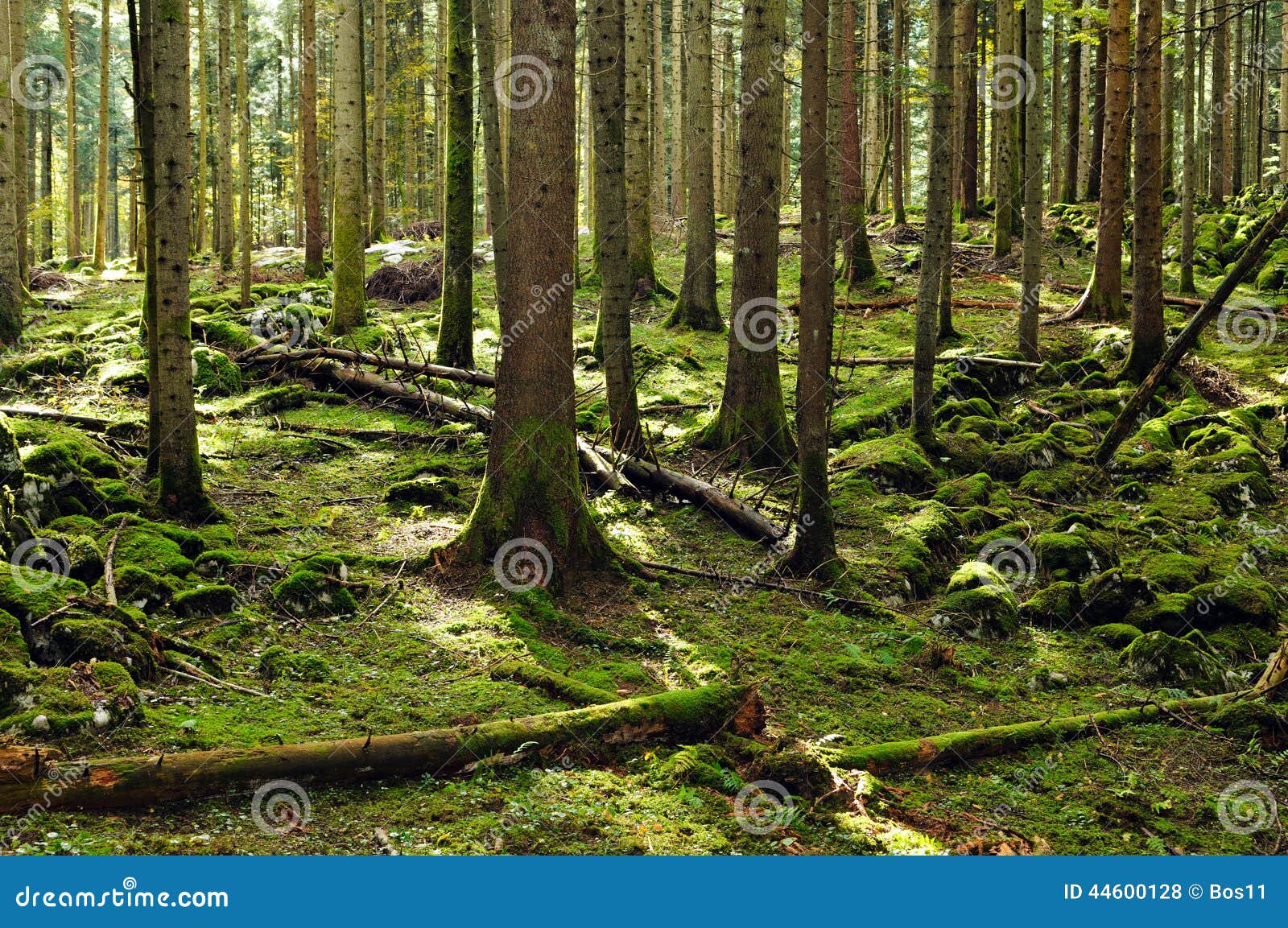 Fir forest reserve stock photo. Image of endangered, high - 44600128