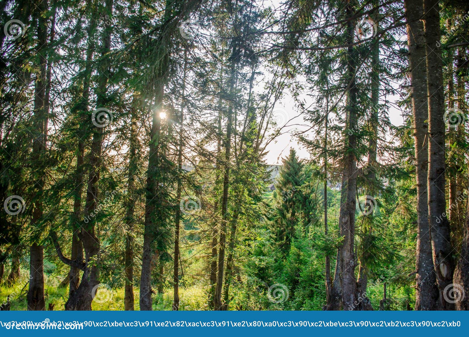 Fir forest with sun rays stock image. Image of tree - 179289603