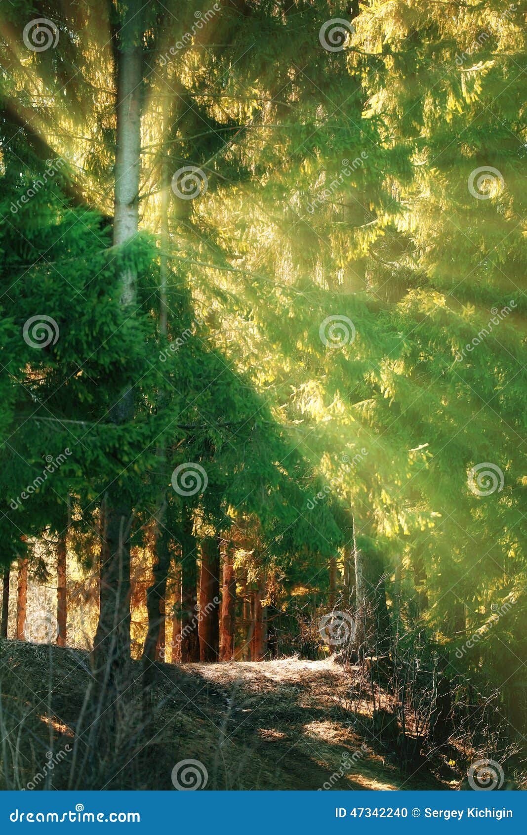 In the fir forest sunbeams stock photo. Image of scene - 47342240