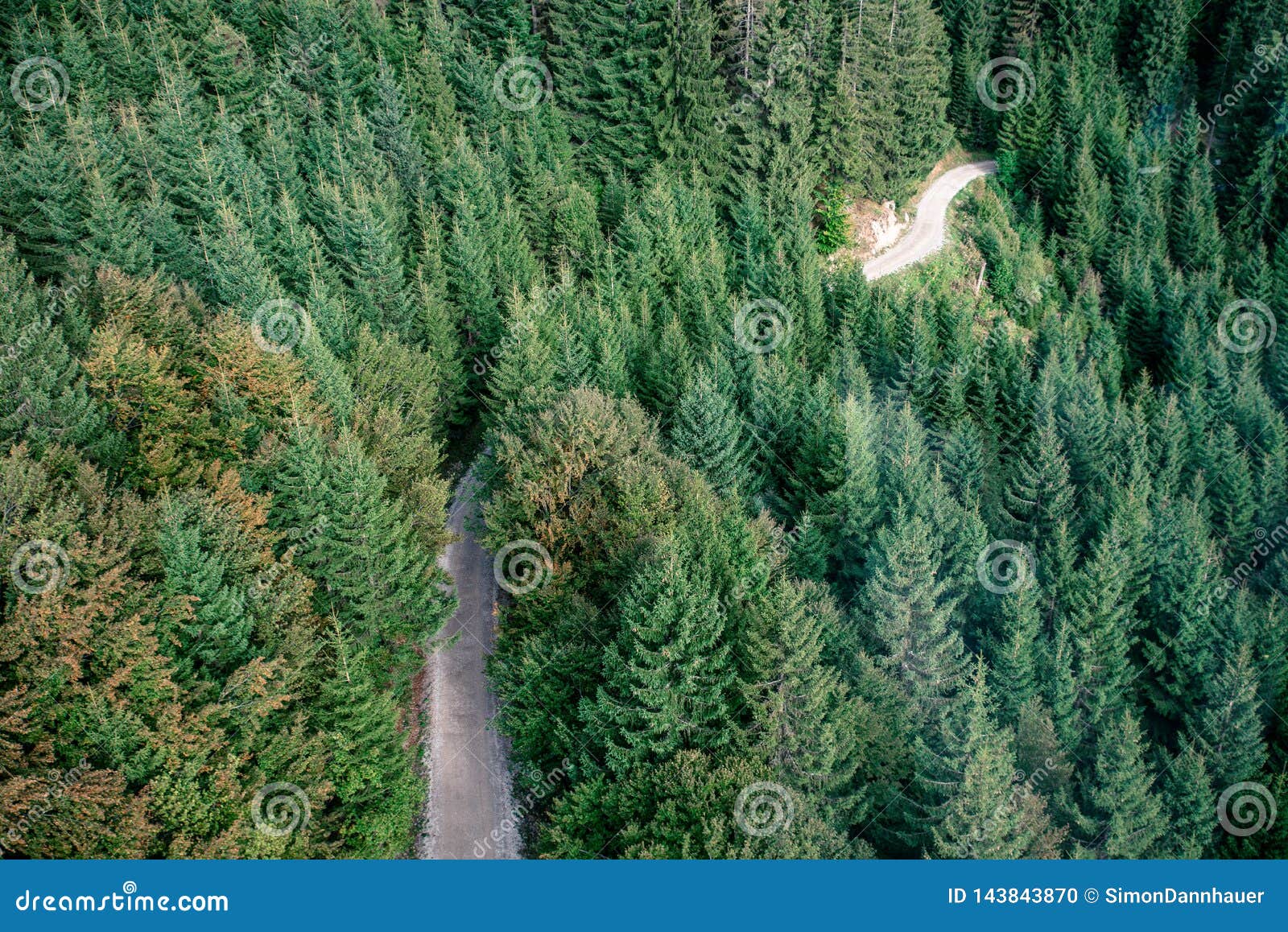 Fir Forest View from Above - Beautiful Nature of Forest Stock Photo ...
