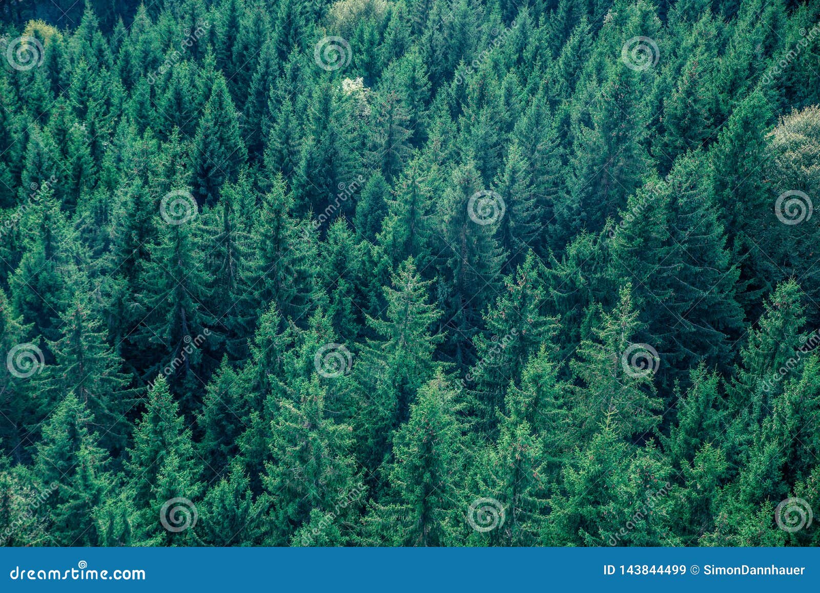 Fir Forest View from Above - Beautiful Nature of Forest Stock Image ...