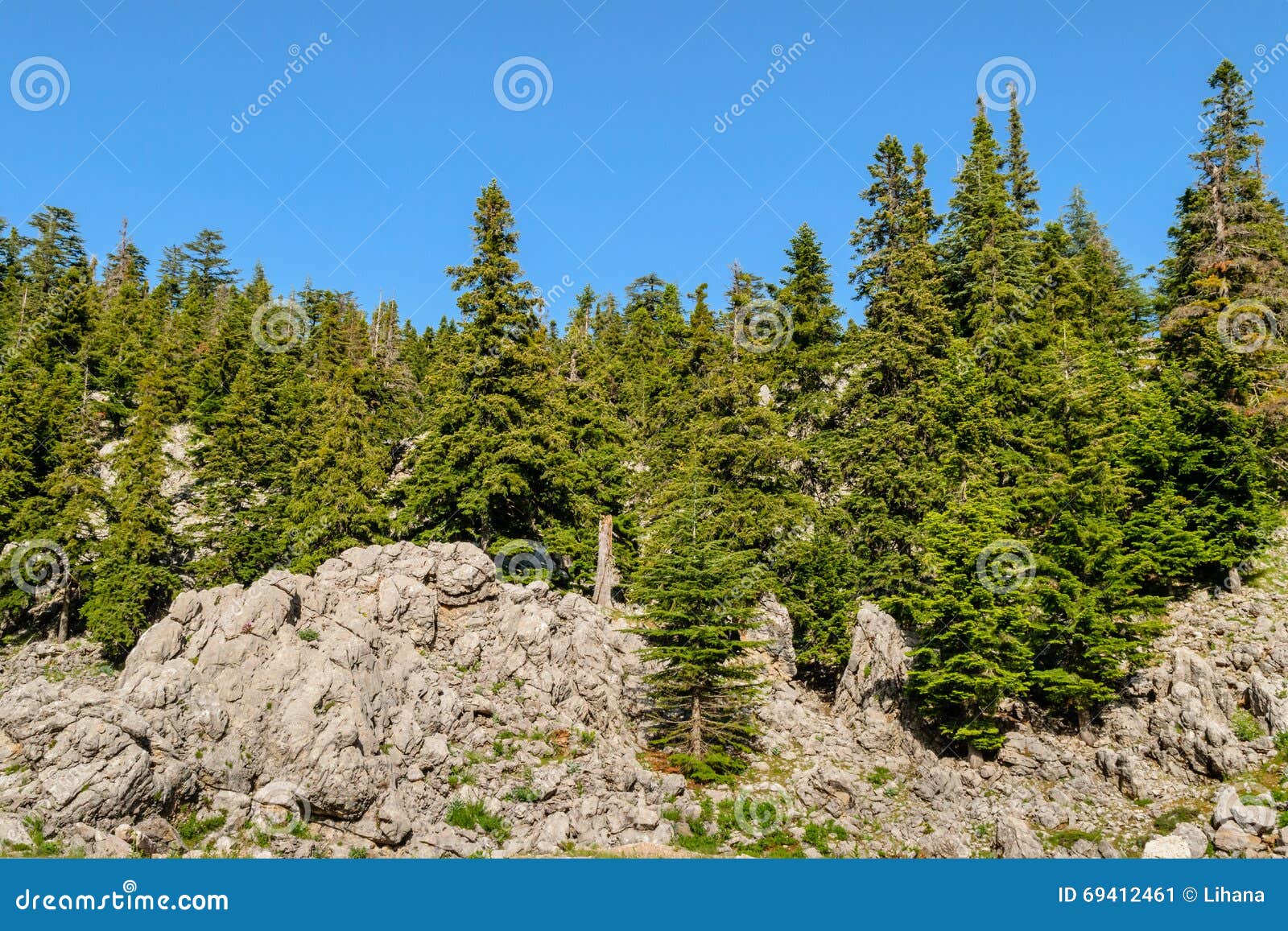 Fir growing on the rocks stock image. Image of forest - 69412461