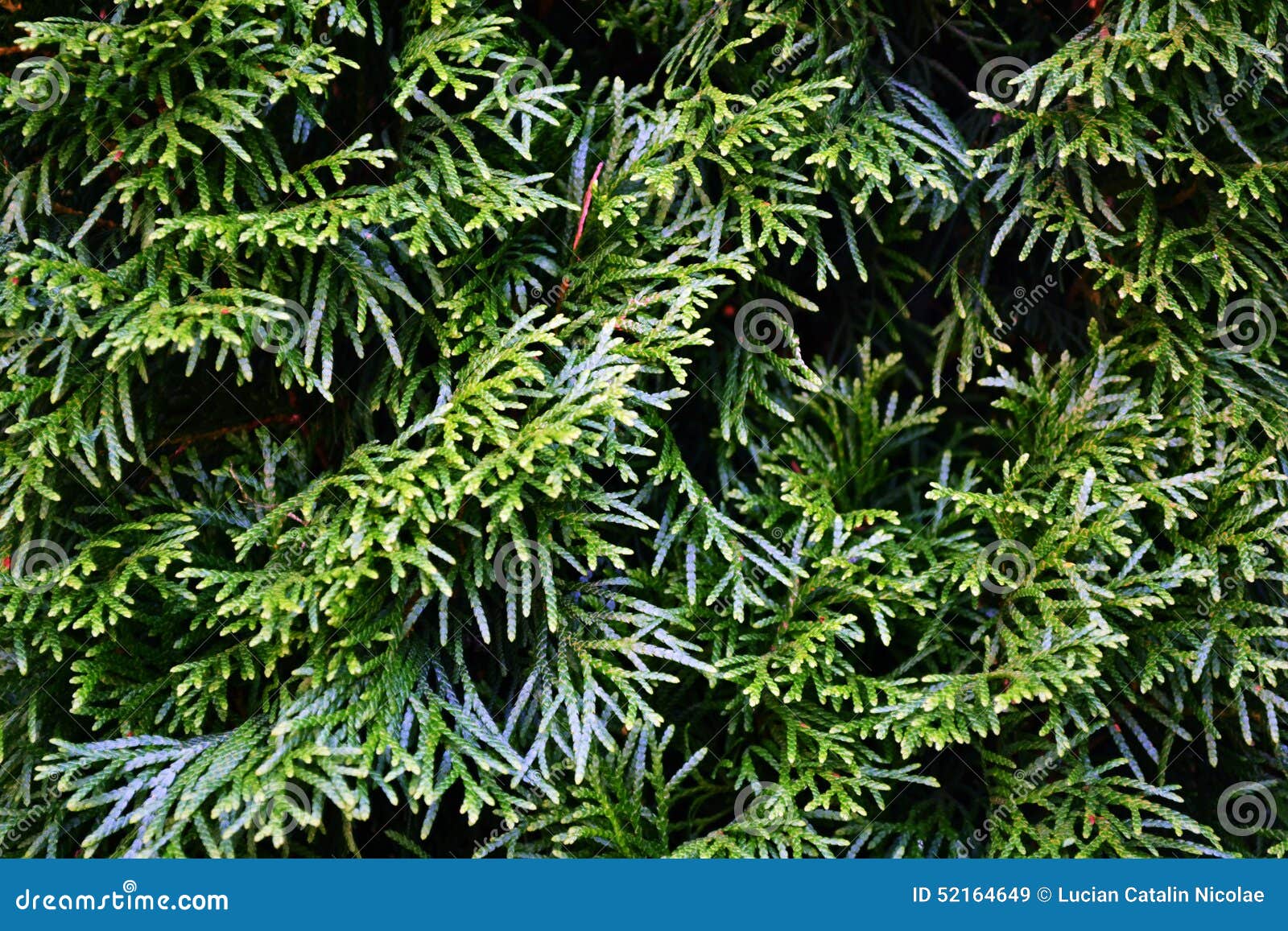 Fir hedge stock image. Image of wall, garden, tree, outdoor - 52164649
