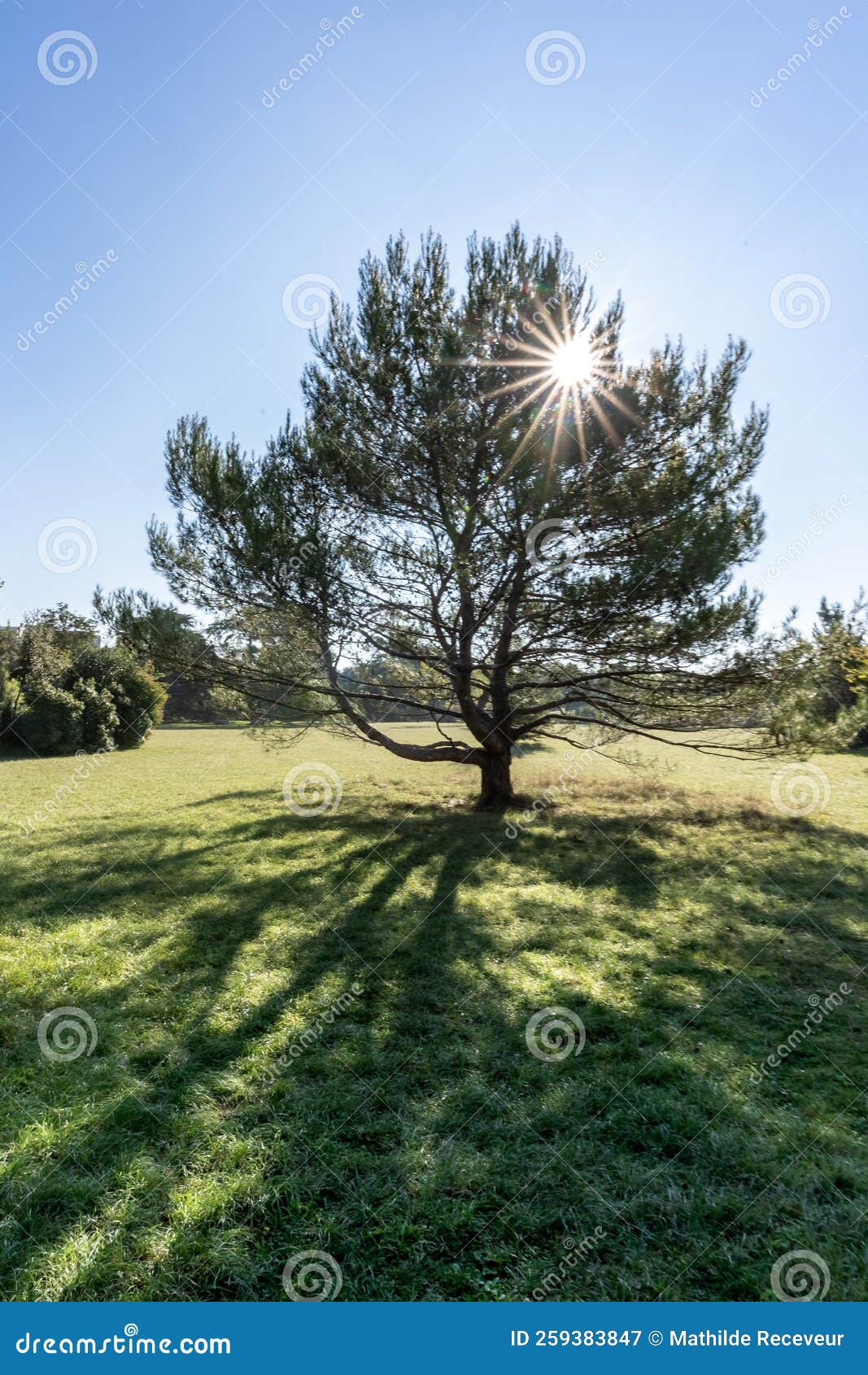 Fir in the Nature. Sun Ray Crossing the Masterly Tree Stock Image ...