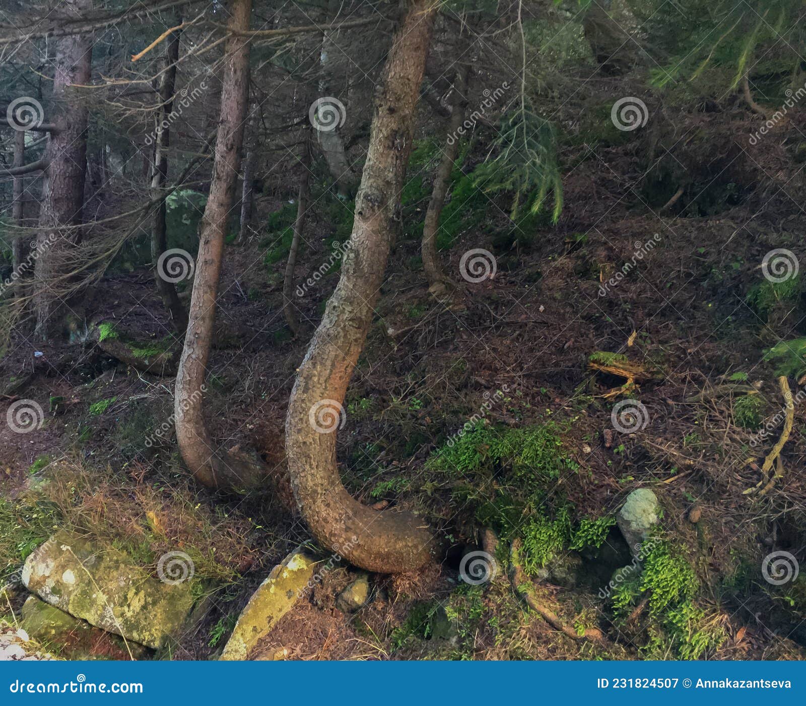 Fir Plant Geotropism Gravitropism, Gravity in the Mountain Stock Image ...
