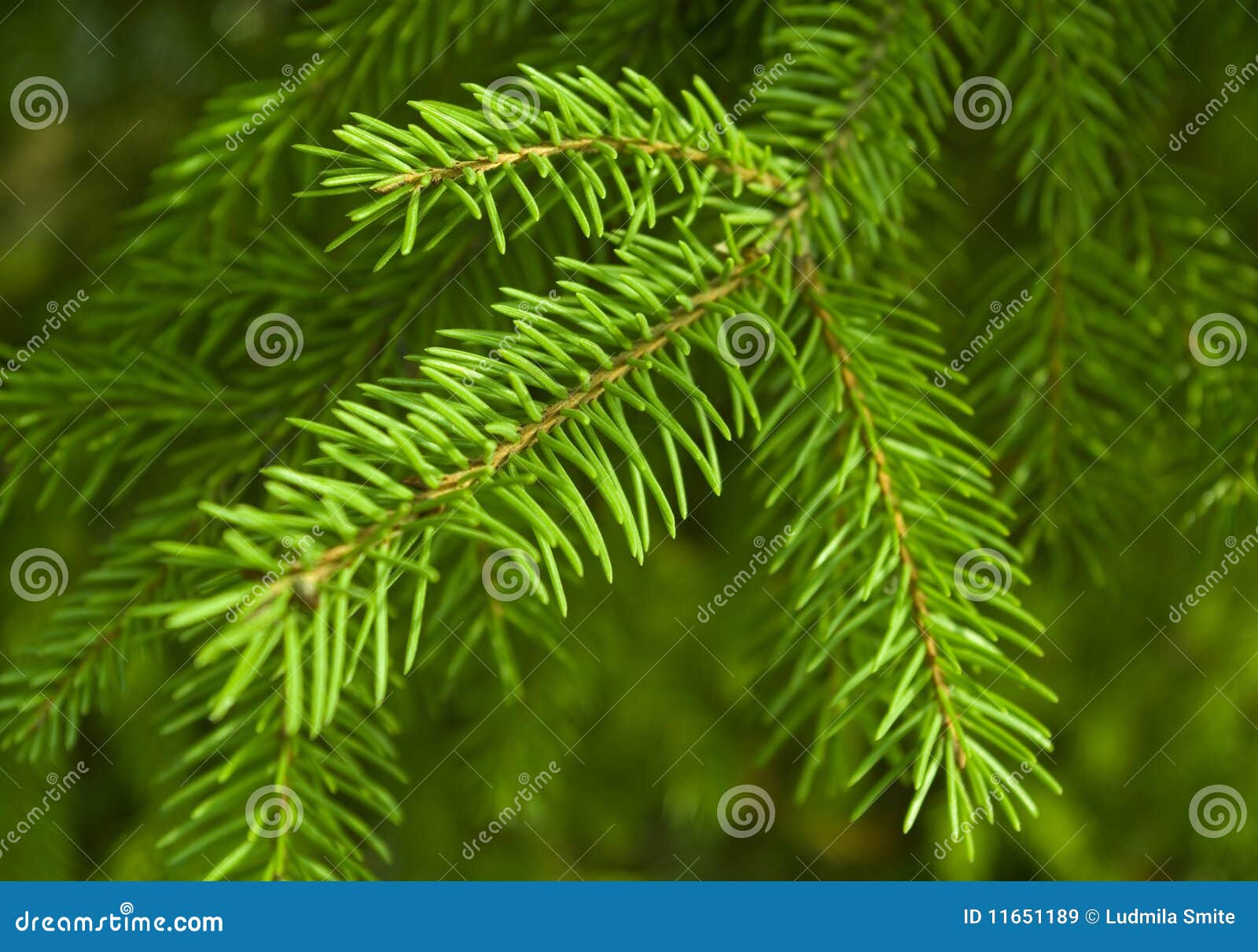 Tree Branchis Stock Photos - Free & Royalty-Free Stock Photos from ...
