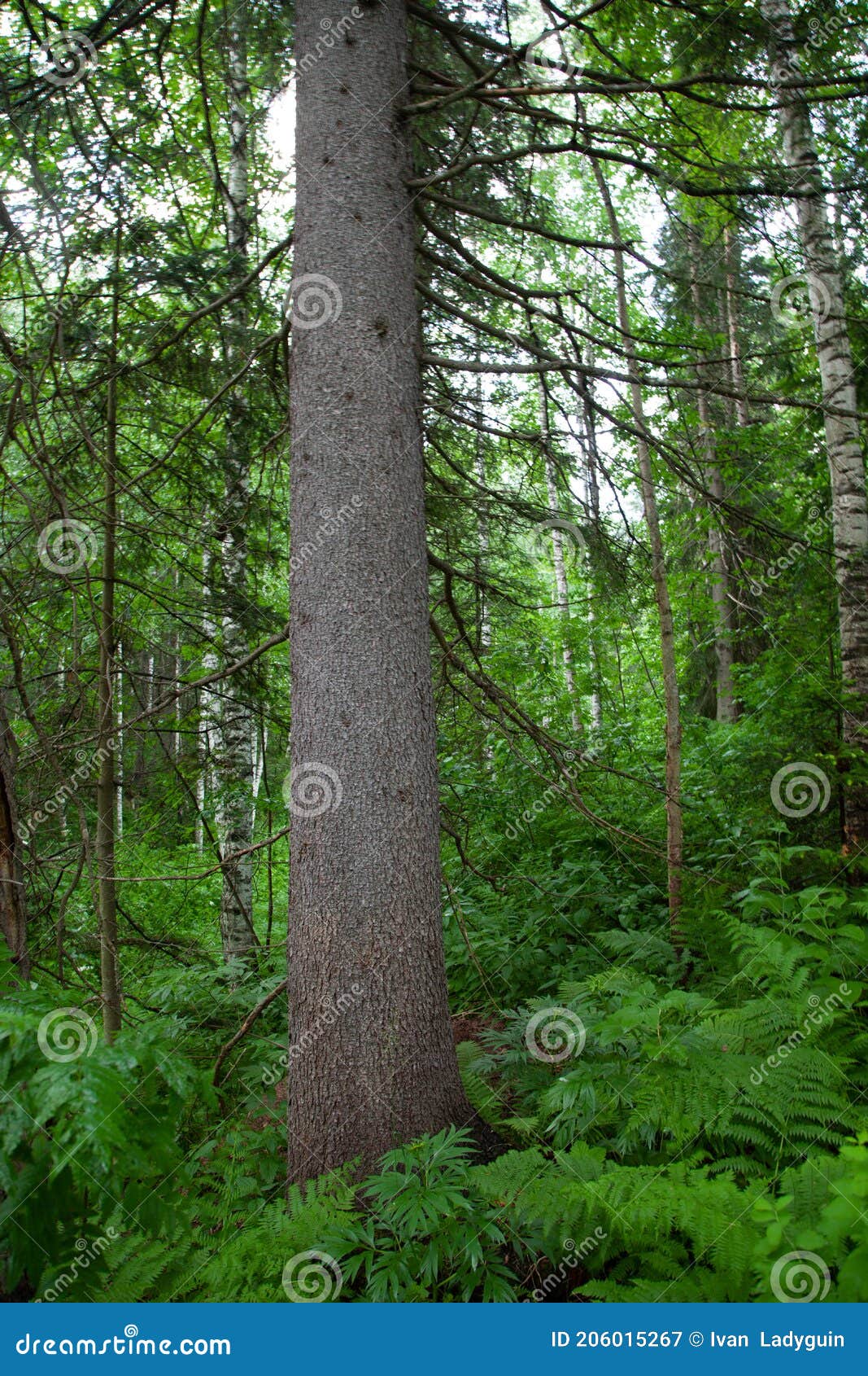 Fir in the Salair taiga. stock image. Image of trunk - 206015267