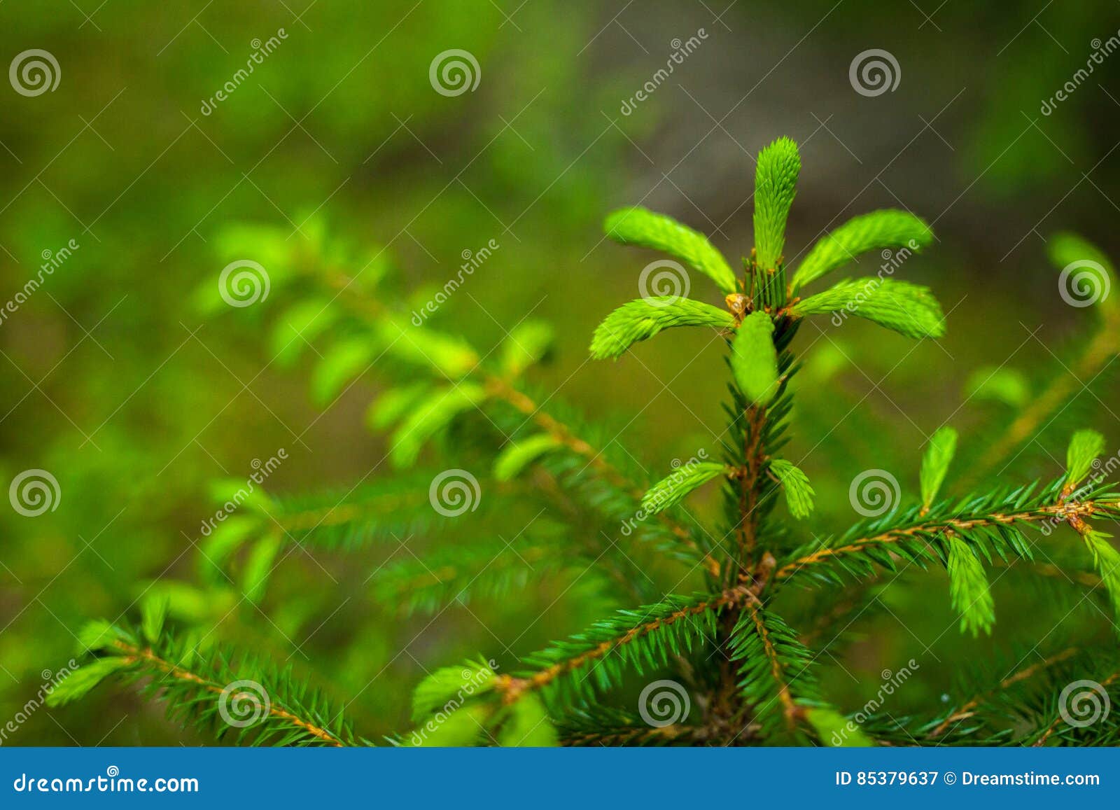 Fir or Spruce Tree Buds in Spring Time. Stock Image - Image of foliage ...