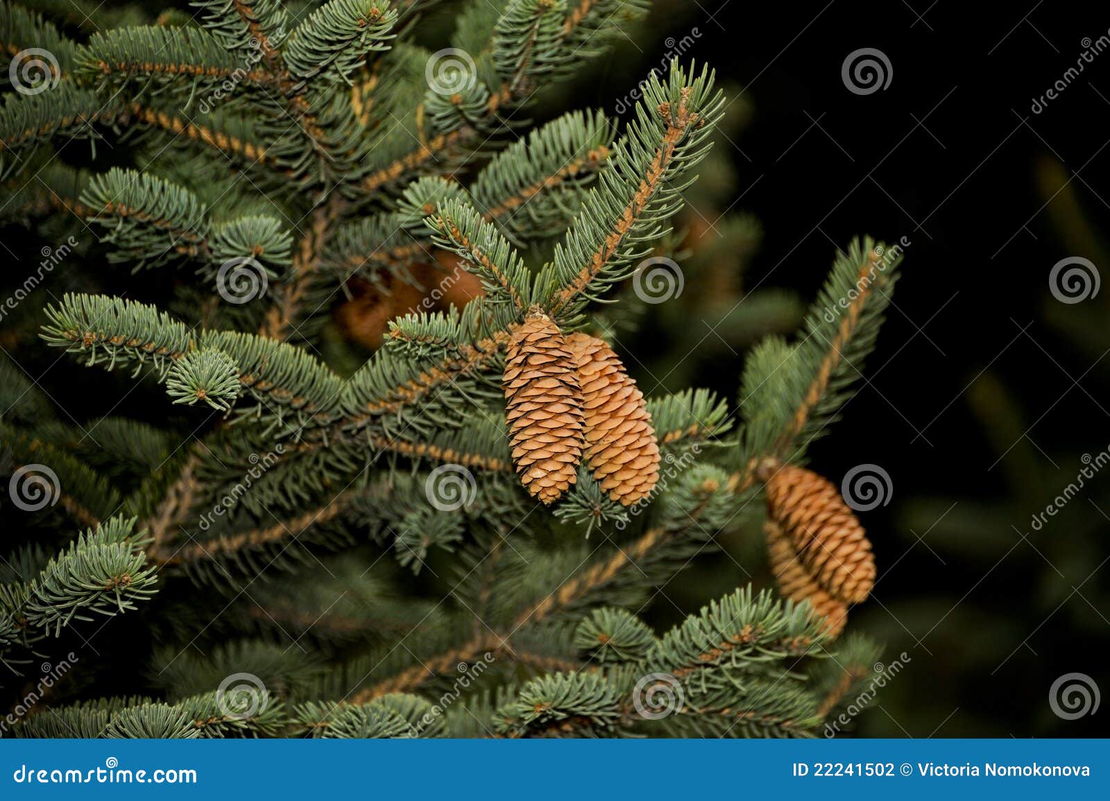 Fir strobile stock photo. Image of forest, tree, needle - 22241502