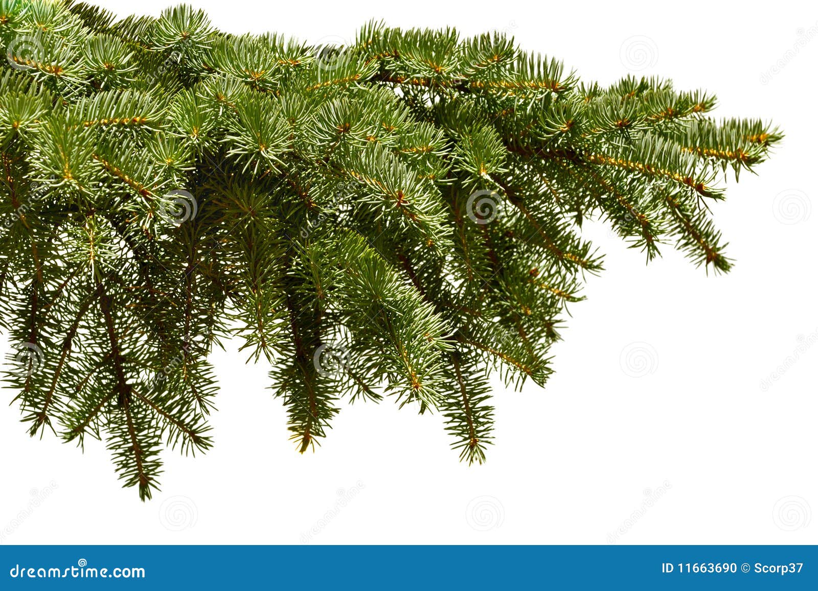 Fir-tree stock photo. Image of tree, celebration, background - 11663690